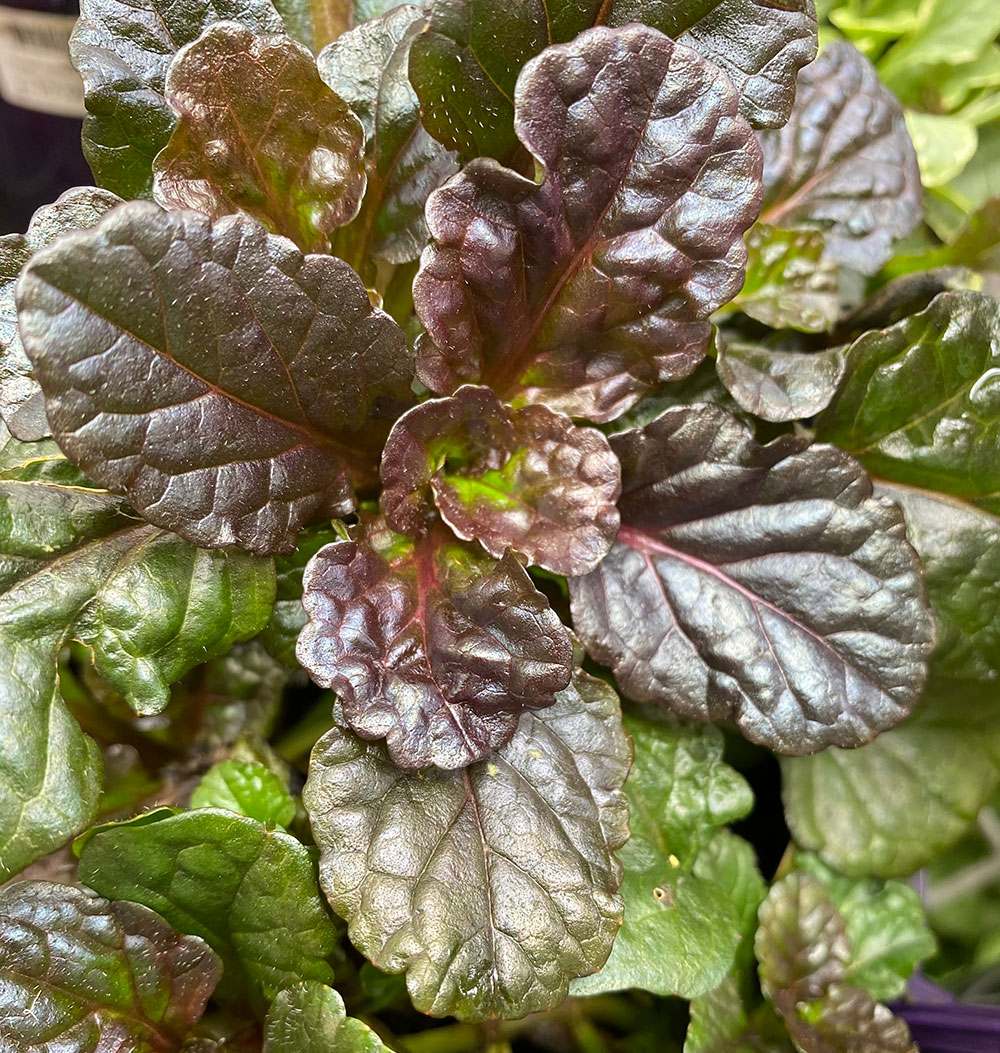 Top 10 Plants for Under Trees - The Curious Gardener
