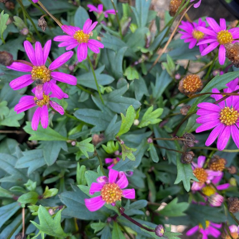 Brachyscome multifida - Native Daisy - The Curious Gardener