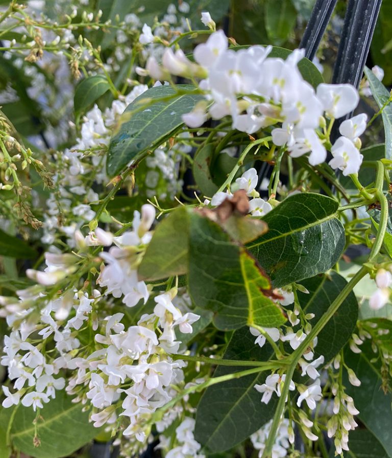 Hardenbergia violacea - Happy Wanderer - The Curious Gardener