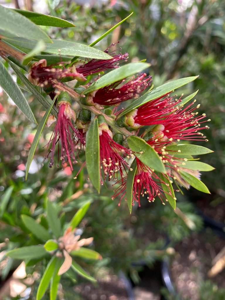 Callistemon viminalis 'Macarthur' - Bottlebrush - The Curious Gardener
