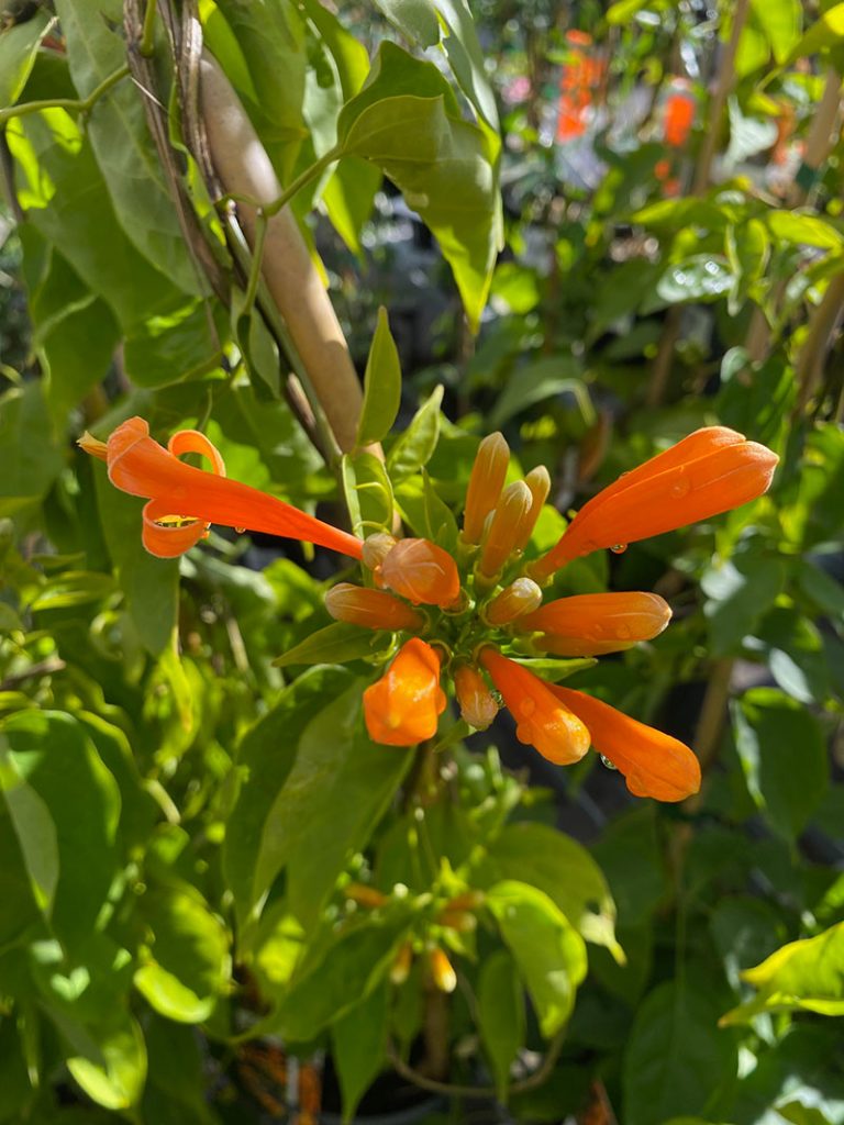 Pyrostegia ignea - Orange Trumpet Vine - The Curious Gardener