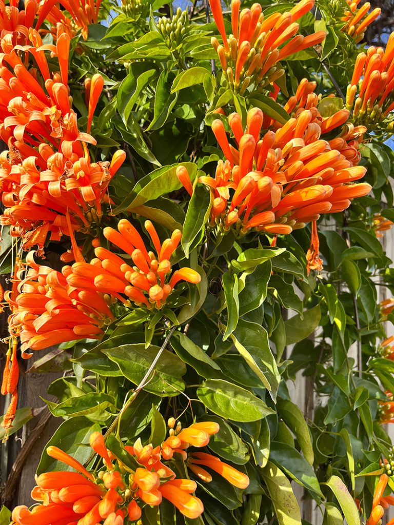 Pyrostegia ignea - Orange Trumpet Vine - The Curious Gardener