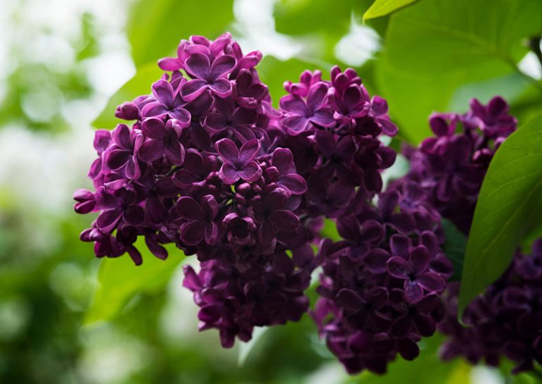 Syringa sp. - Lilac - The Curious Gardener