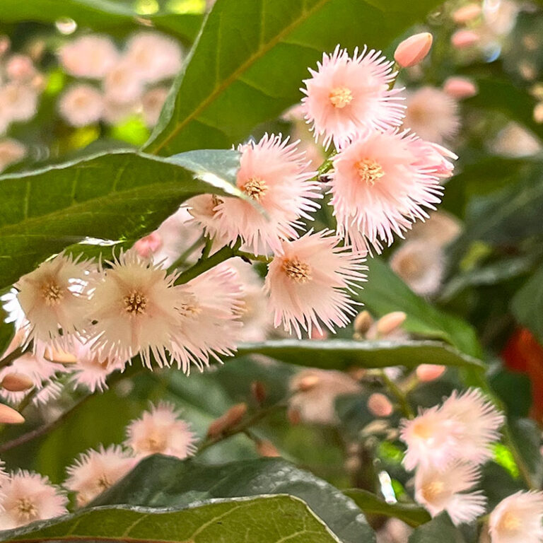 Elaeocarpus reticulatus - Blueberry Ash - The Curious Gardener