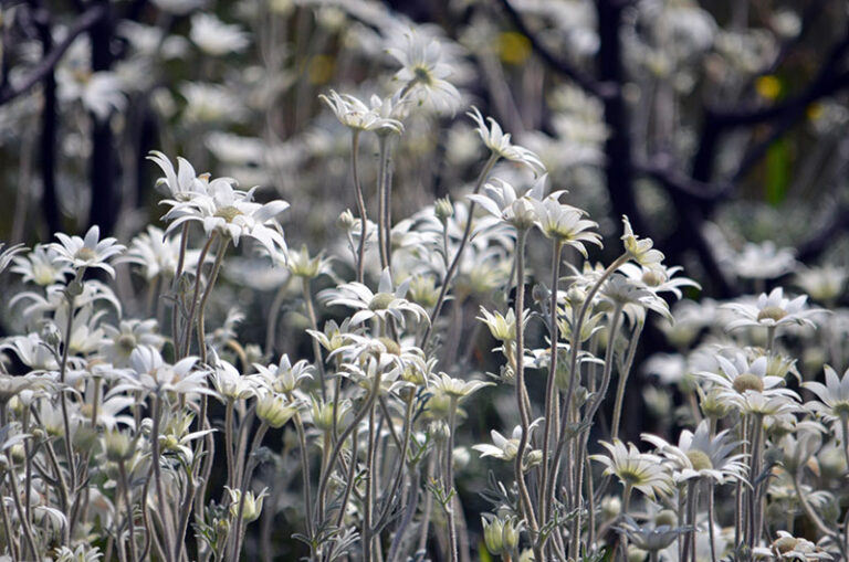 Actinotus helianthi - Flannel Flower - The Curious Gardener