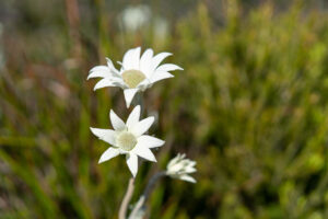 Actinotus helianthi - Flannel Flower - The Curious Gardener
