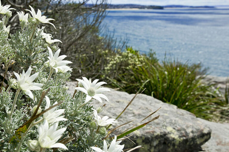 Actinotus helianthi - Flannel Flower - The Curious Gardener