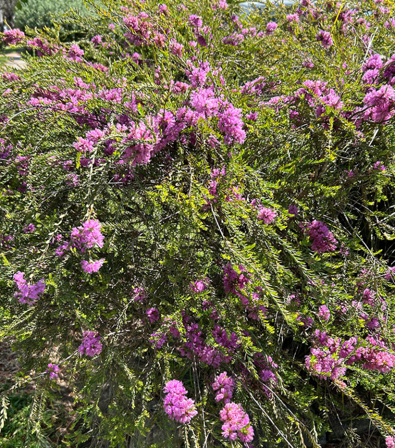 Melaleuca thymifolia – Thyme Honey Myrtle - The Curious Gardener