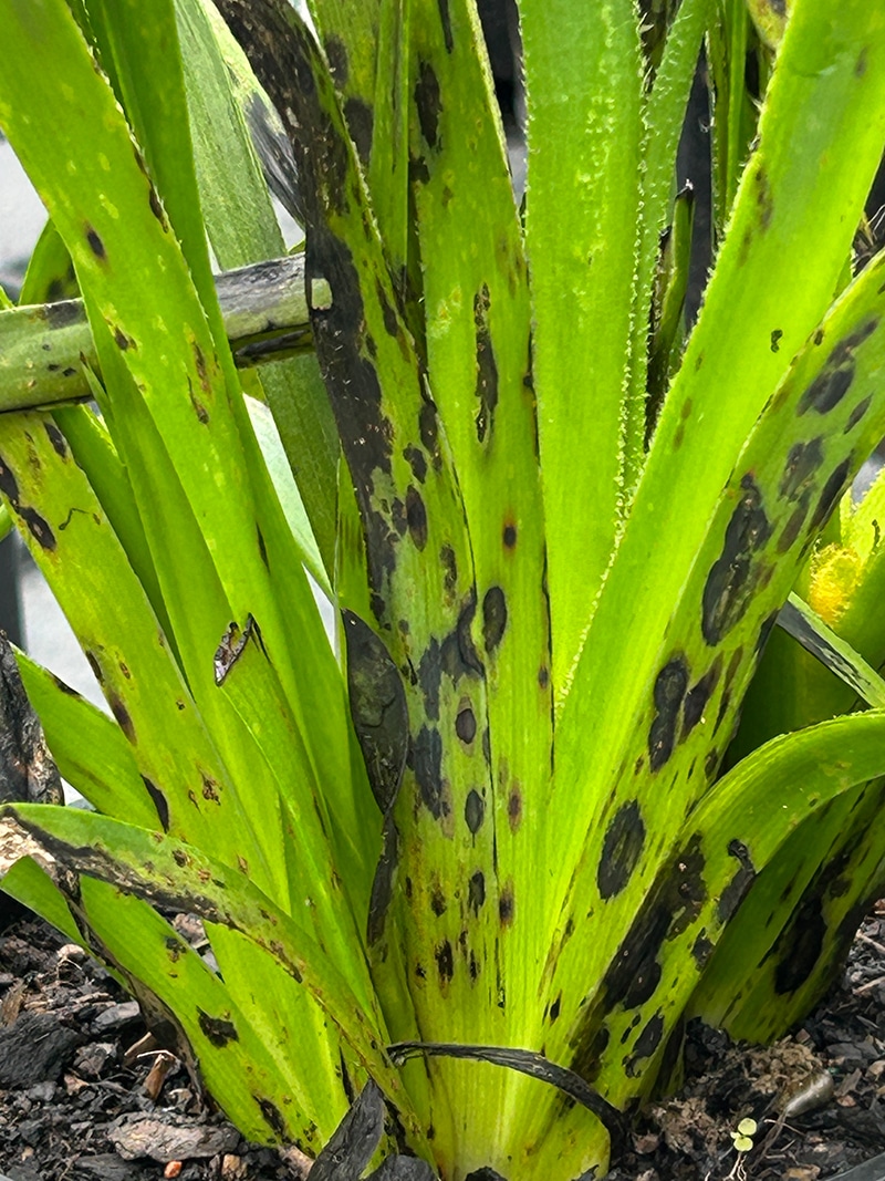 Kangaroo Paw Ink Disease – What It Is and How to Manage It - The ...