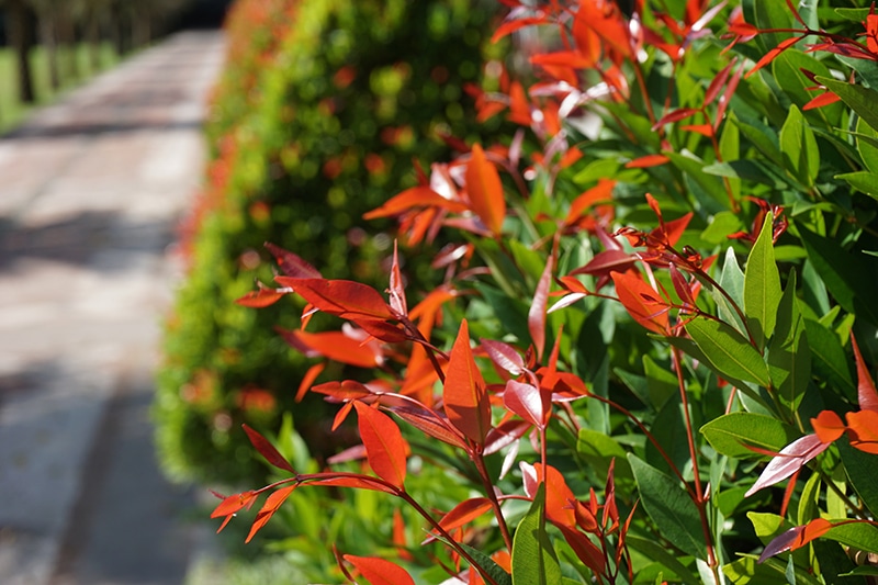 Top 12 Hedge Plants for Australian Gardens - The Curious Gardener