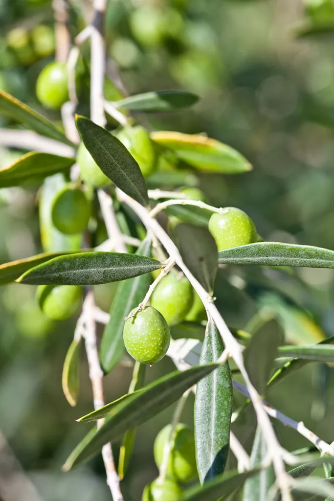 Top 12 Plants with Silver Foliage for Australian Gardens - The Curious ...