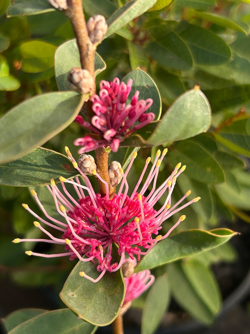 Hakea 'Burrendong Beauty' - The Curious Gardener