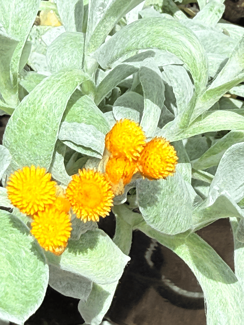 Chrysocephalum apiculatum – Everlasting Daisy - The Curious Gardener