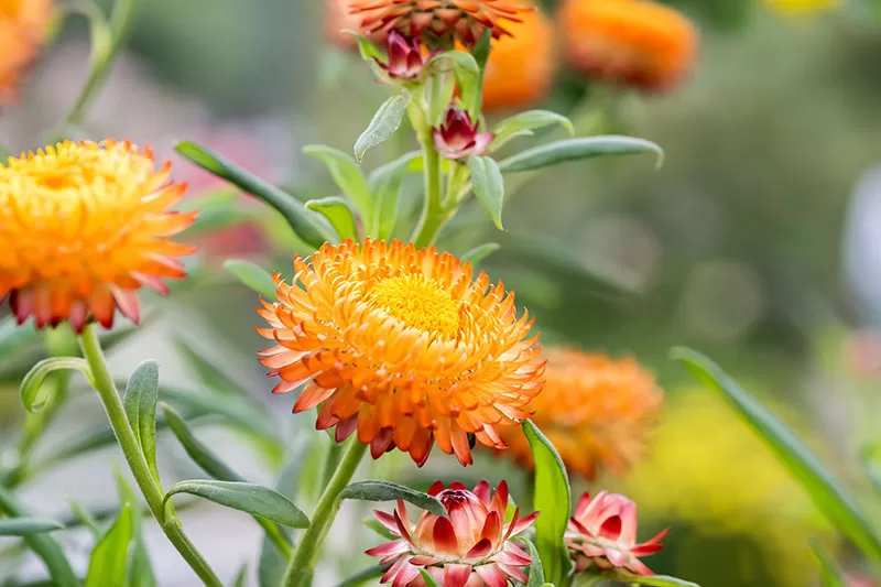 Top 26 Plants for an Australian Native Cottage Garden - The Curious ...